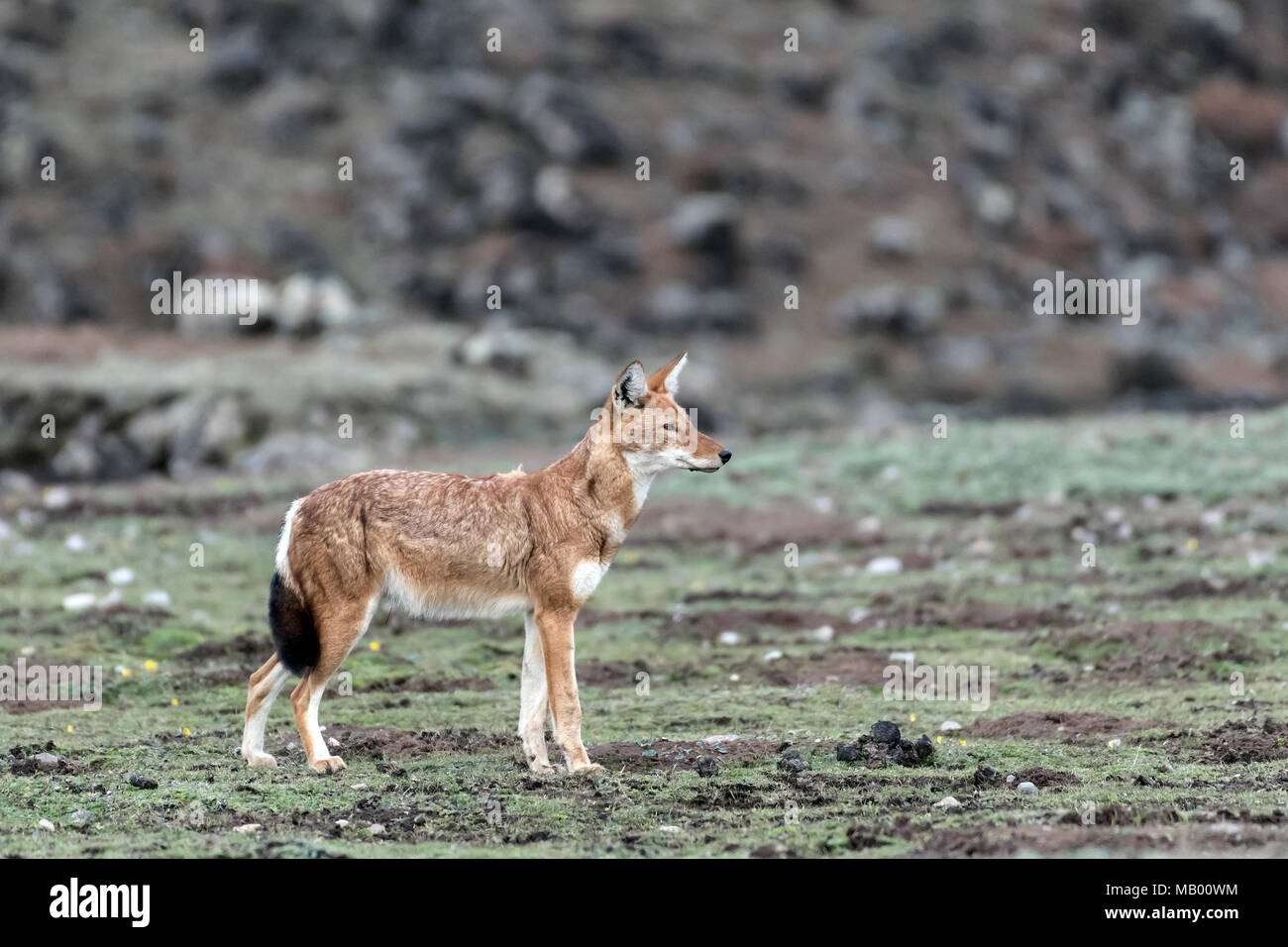 Simien Wolf (Canis simiens), Sanetti plateau, Ethiopia Stock Photo - Alamy
