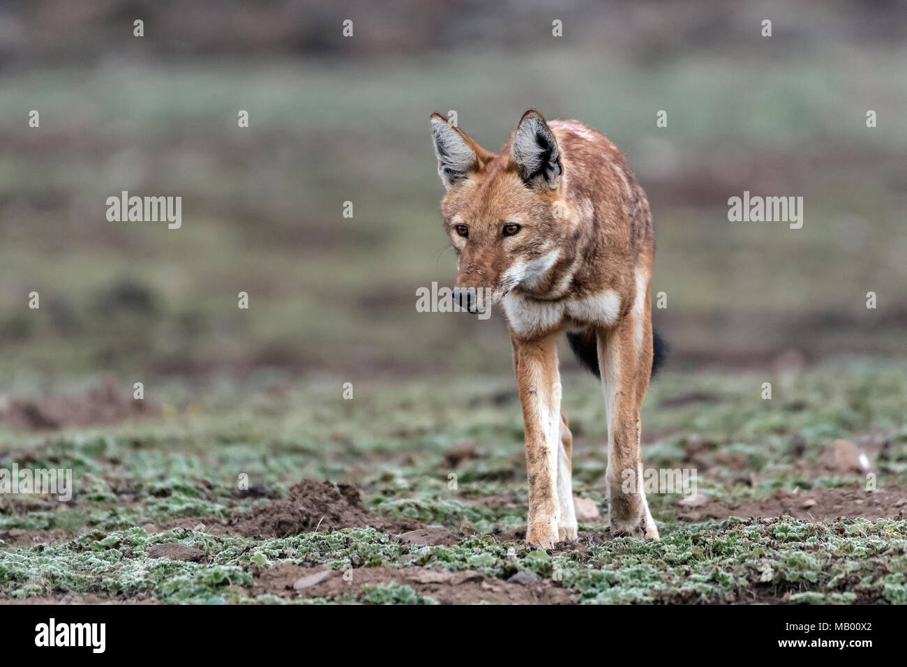 Simien Wolf (Canis simiens), Sanetti plateau, Ethiopia Stock Photo - Alamy