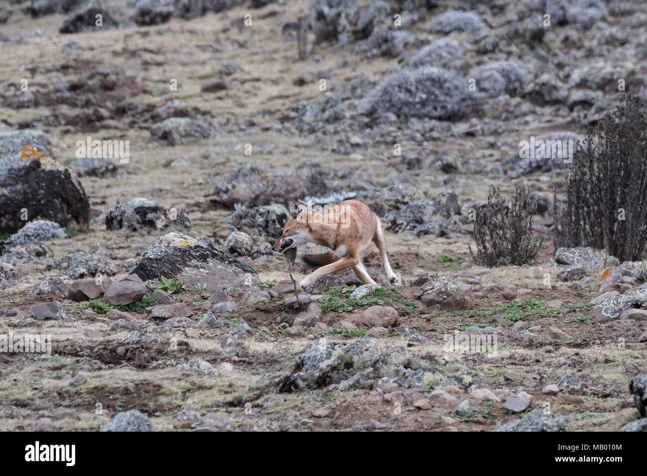 Simien Wolf (Canis simiens), Sanetti plateau, Ethiopia Stock Photo - Alamy