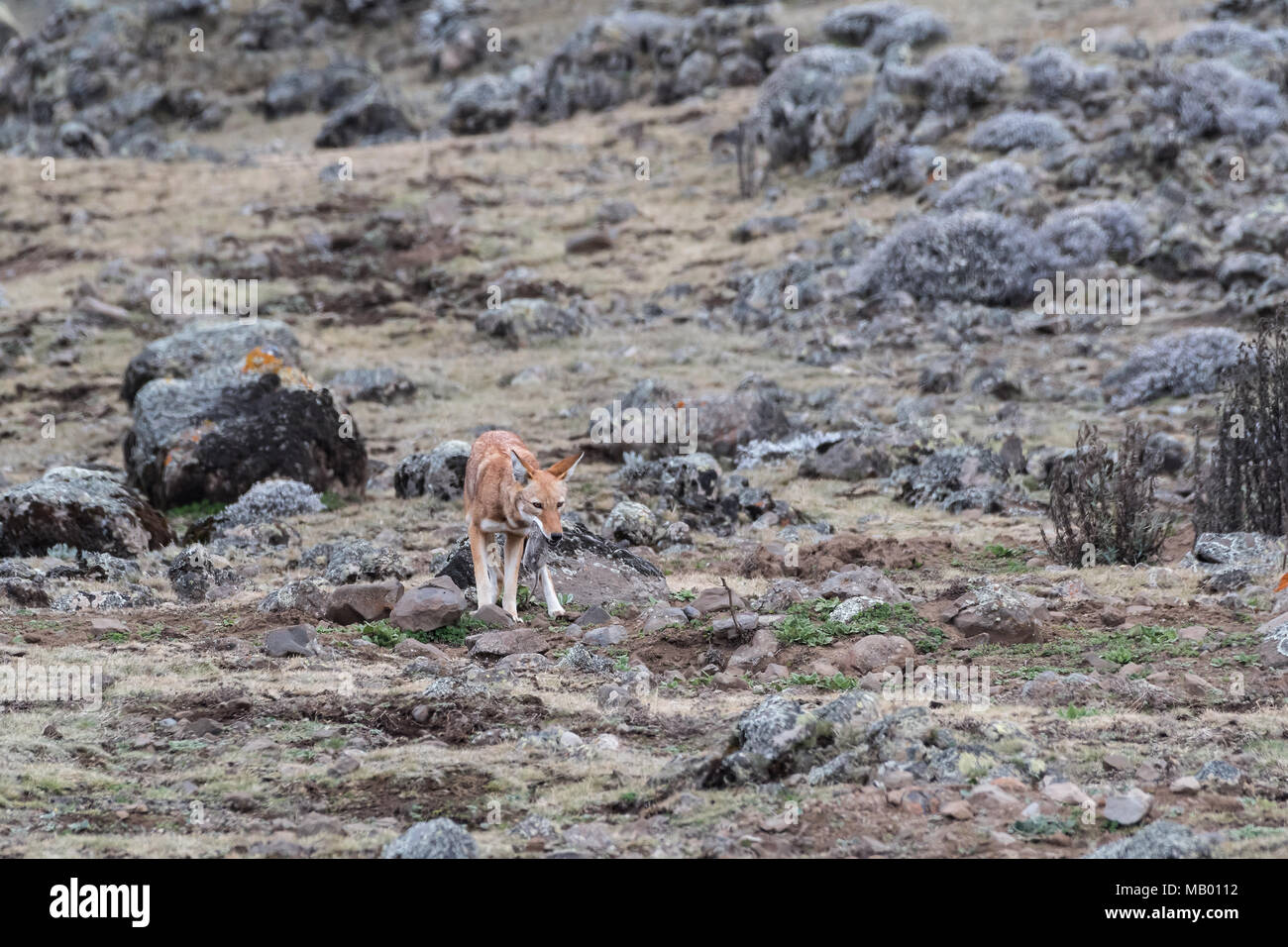 Ethiopian wolf hunting hi-res stock photography and images - Alamy