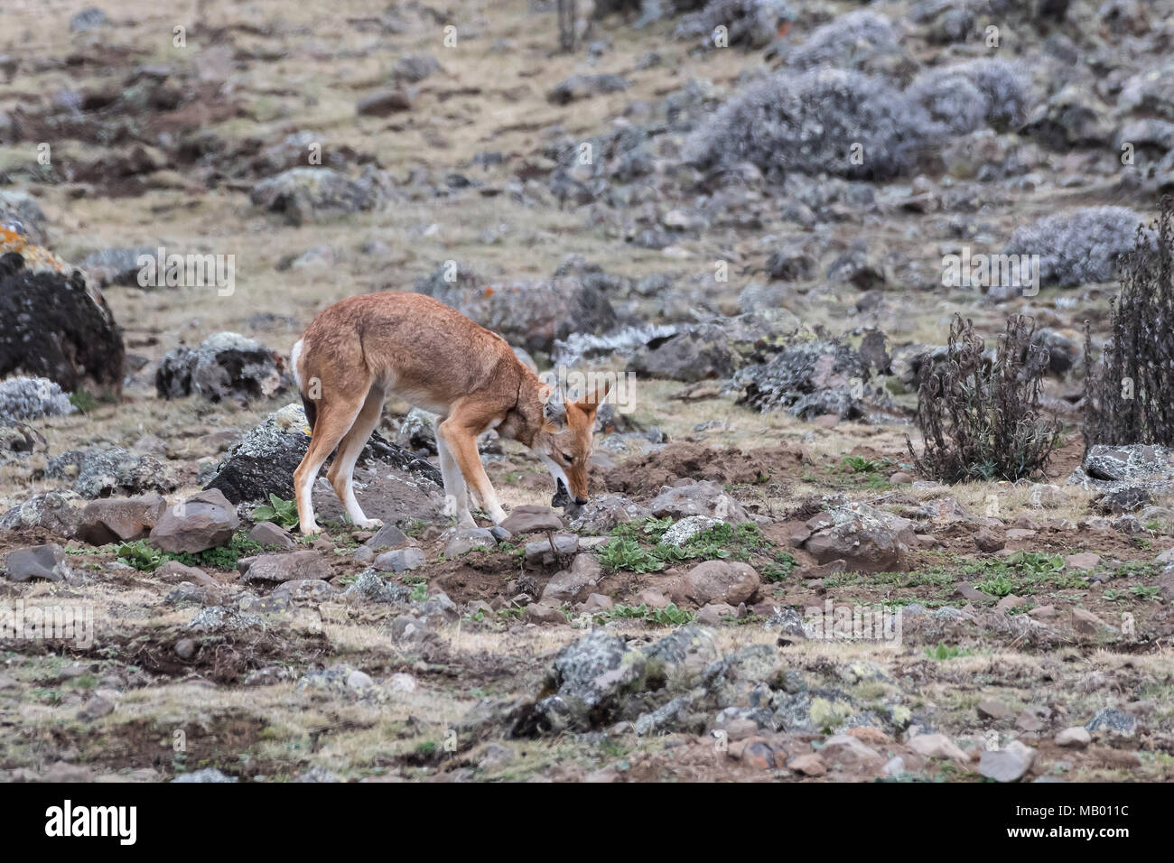 Simien Wolf (Canis simiens), Sanetti plateau, Ethiopia Stock Photo - Alamy