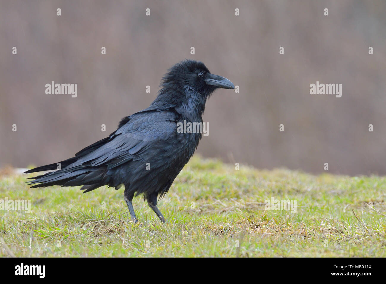 Common raven (Corvus corax) on meadow, Tyrol, Austria Stock Photo - Alamy