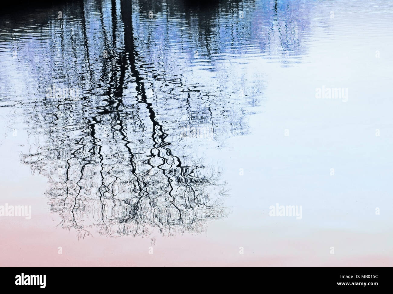 Bare tree or winter tree, water reflection of a tree in a lake or river ...