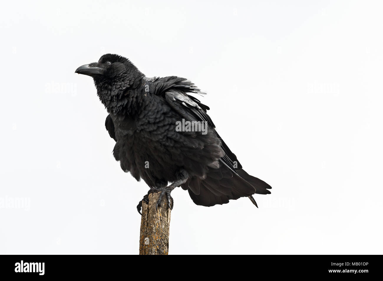 Fan-tailed Raven (Corvus rhipidurus), Sanetti plateau, Ethiopia Stock ...