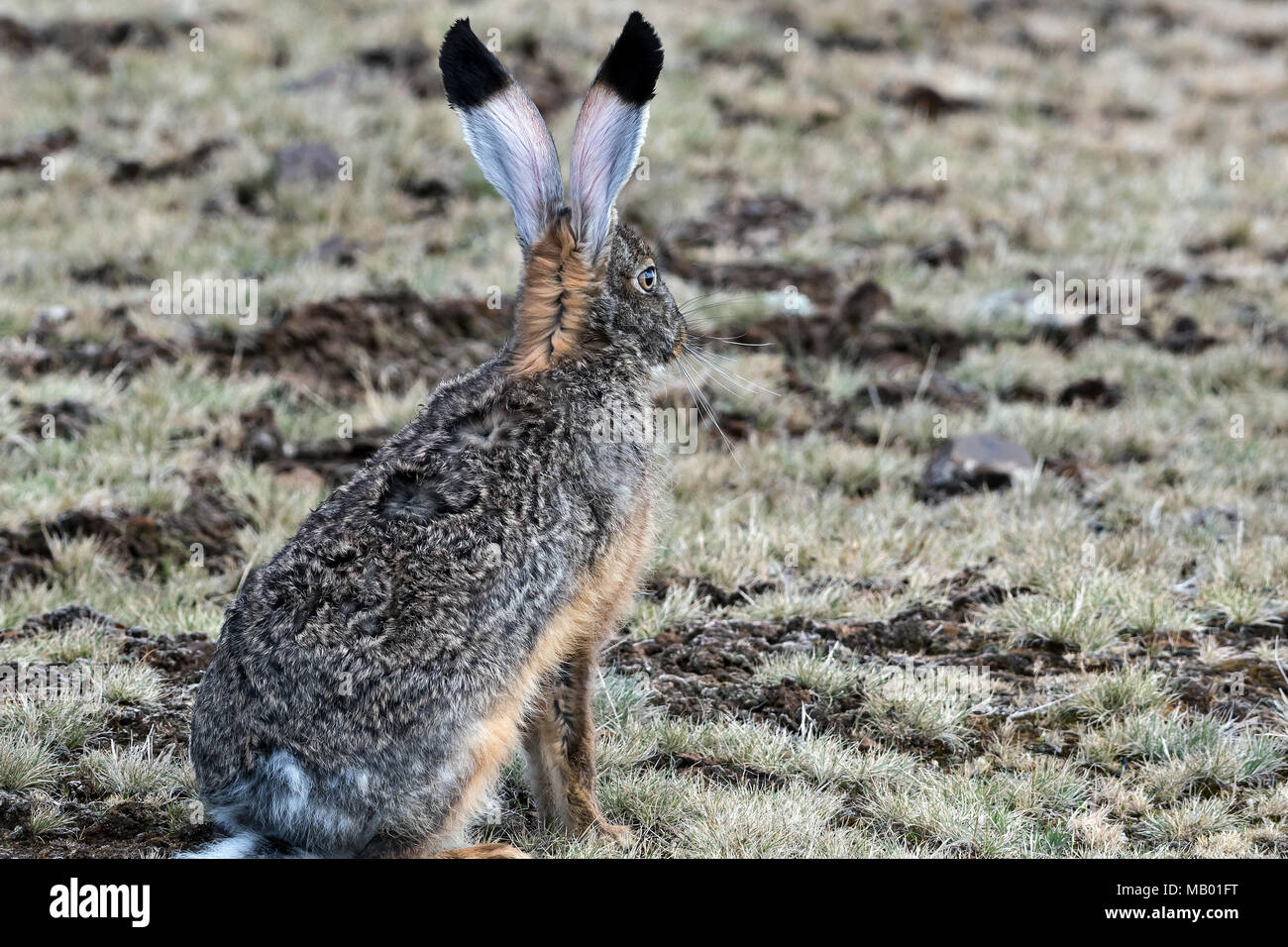 Ethiopian highland hare hi-res stock photography and images - Alamy