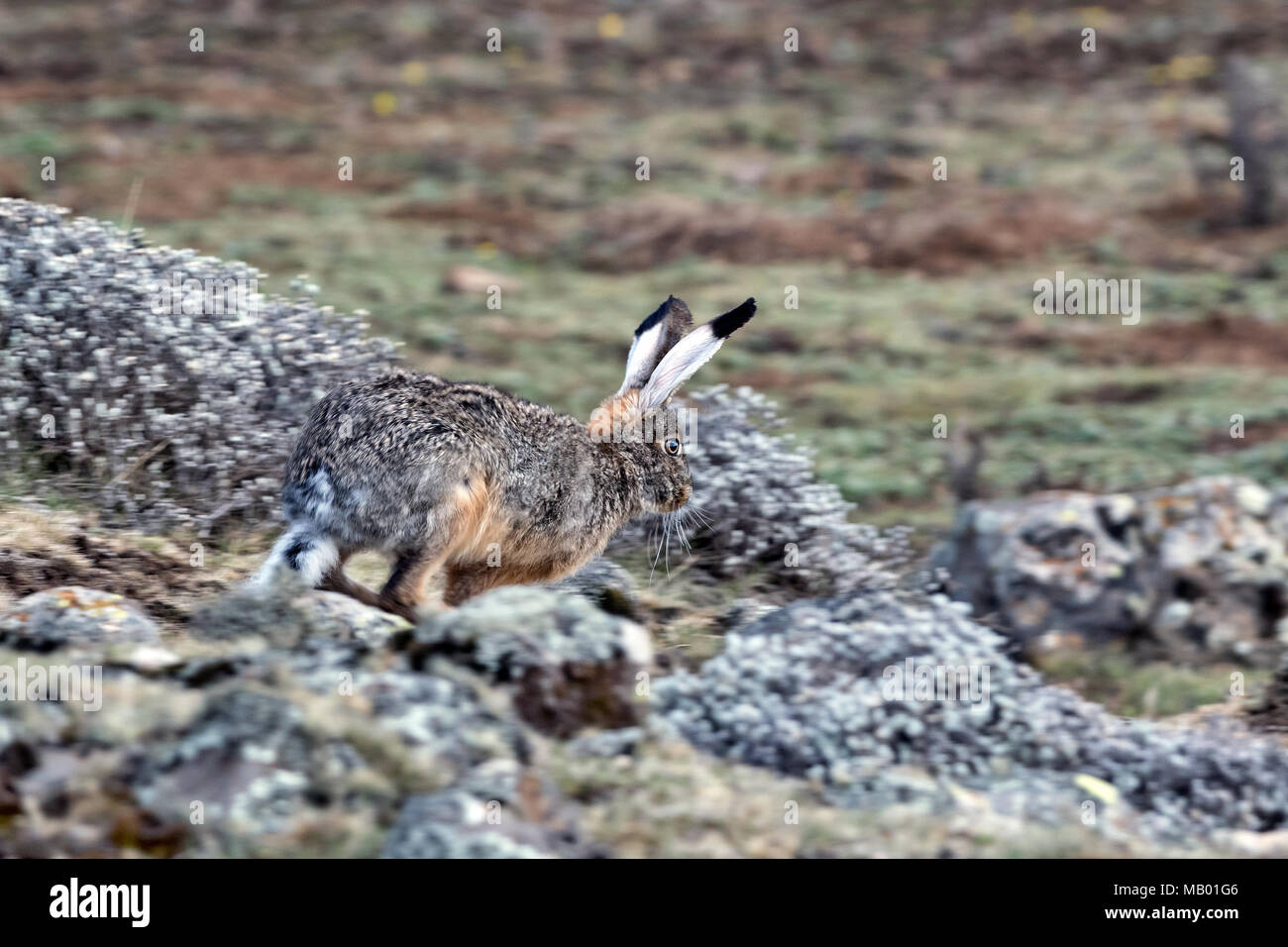 Ethiopian hare hi-res stock photography and images - Alamy