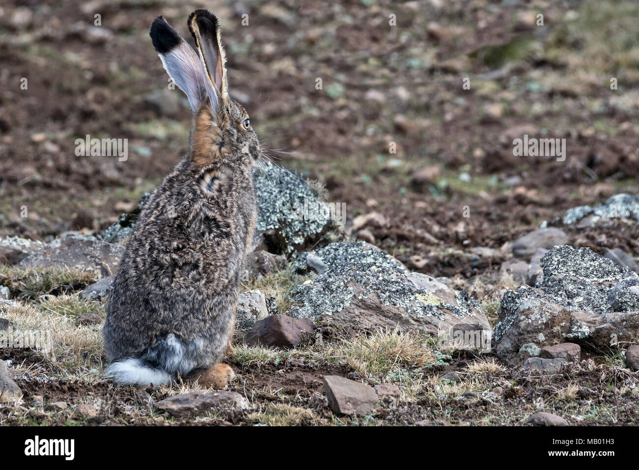 Ethiopian highland hare hi-res stock photography and images - Alamy