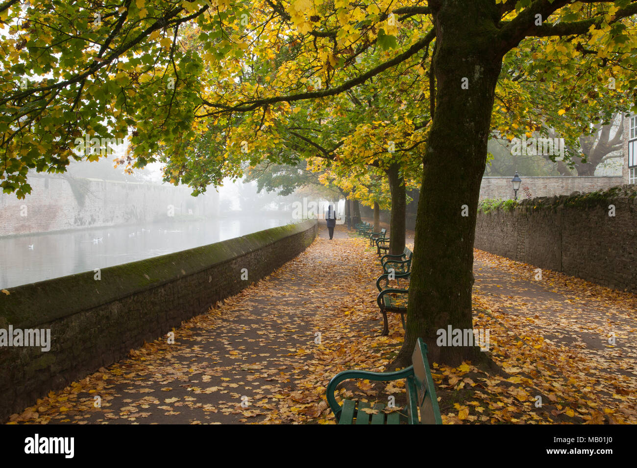 A person walking along the tree-lined walk beside the Medieval moat of ...