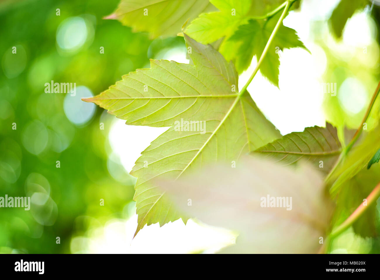 Green maple leaves in mountain hi-res stock photography and images - Alamy