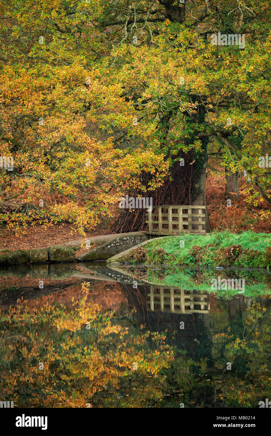 Wooden footbridge over a stream in the Forest of Dean Stock Photo - Alamy