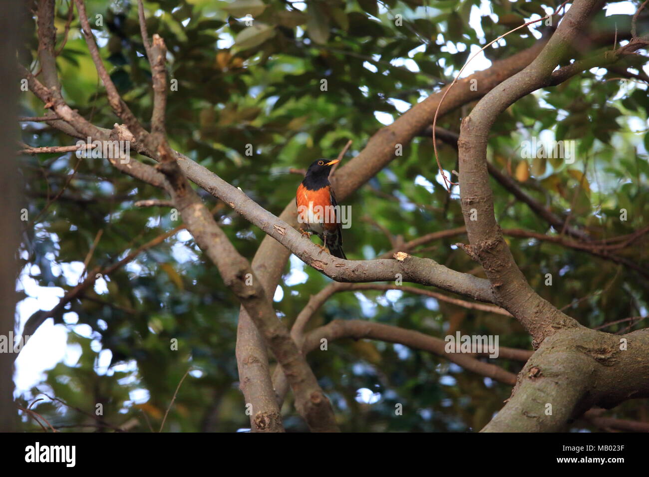 Izu Islands thrush (Turdus celaenops) in Japan Stock Photo - Alamy