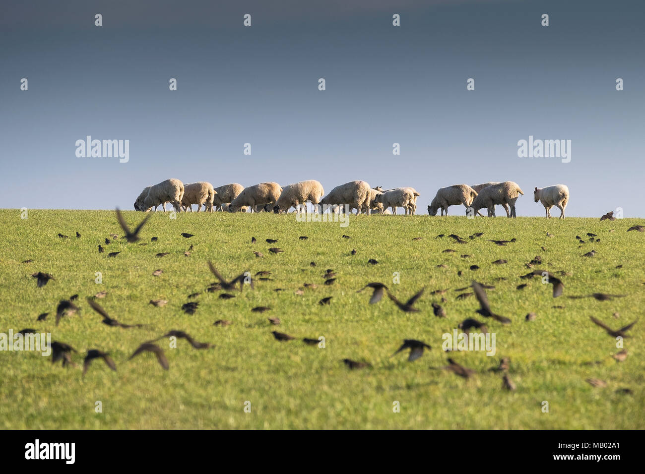 Flying sheep hi-res stock photography and images - Alamy
