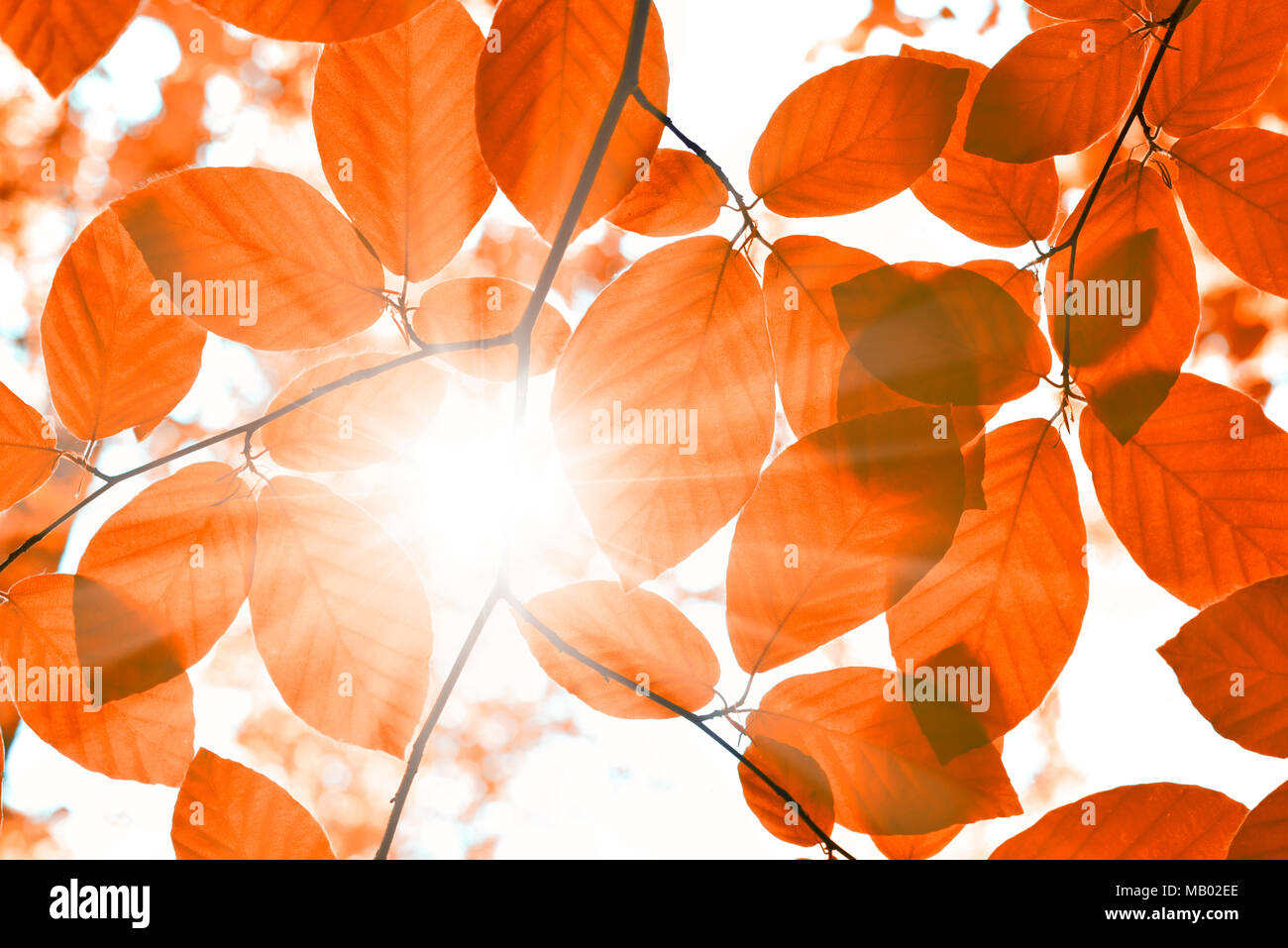 Red beech leaves hi-res stock photography and images - Alamy