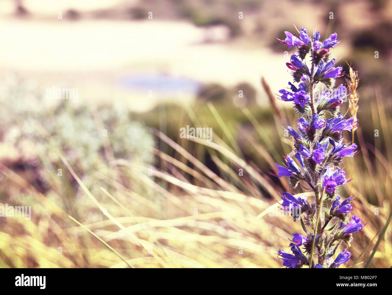 Blue helmet flower or balloon flower with selective focus and blur ...