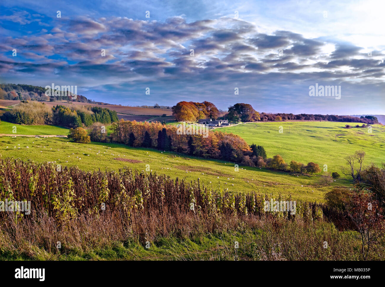 An autumn view of the rolling hills of the leafy Cotswolds Stock Photo ...