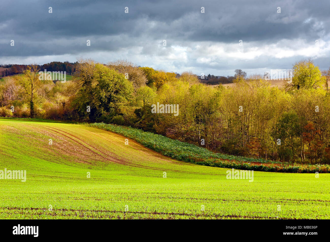 An autumn view of the rolling hills of the leafy Cotswolds Stock Photo ...