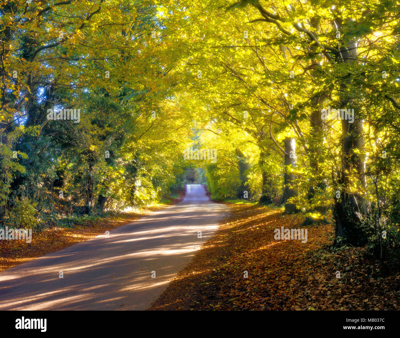 A sunlit view along a quiet country lane in the Cotswolds Stock Photo ...