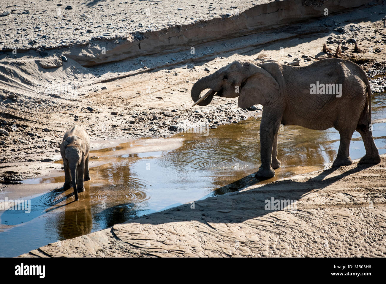 Desert adapted elephants near Purros Kaokaland in Namibia Stock Photo ...