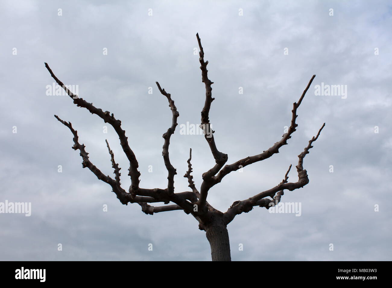 Horror tree without leaves and small branches on cloudy winter sky ...