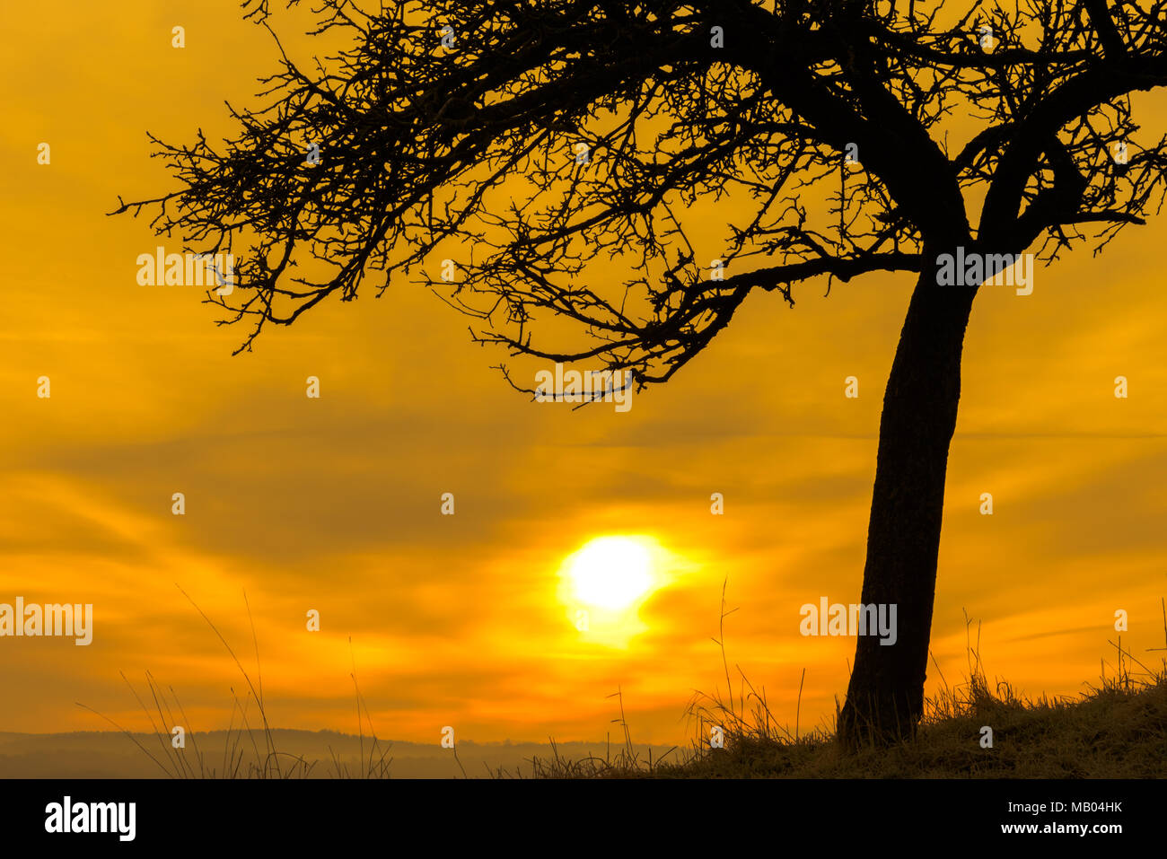 silhouette of a single tree with a fireball Stock Photo - Alamy