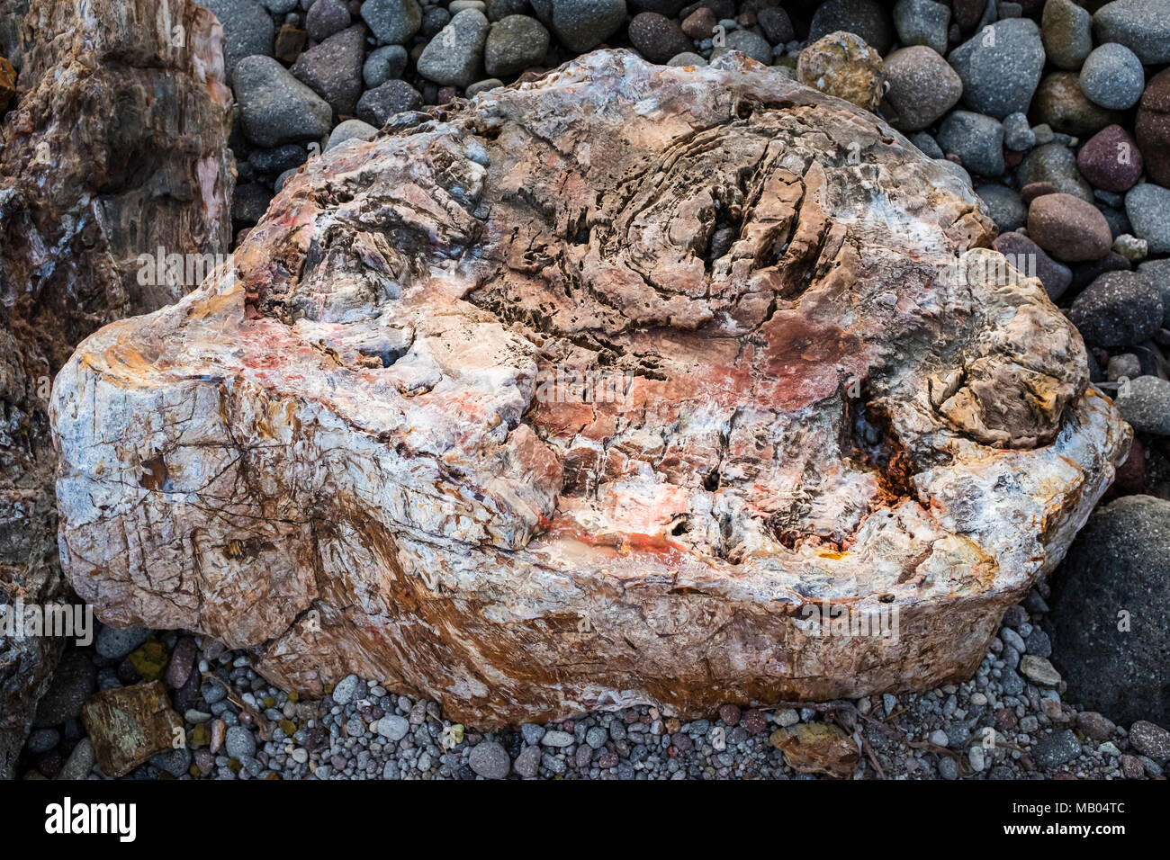 Part of a petrified tree on the beach. Nissiopi Petrified Forest Park ...