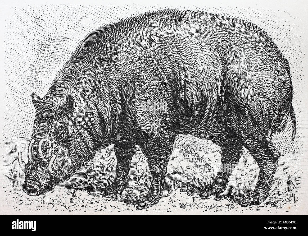 Babirusa illustration mammal babirusa pig deer hi-res stock photography ...