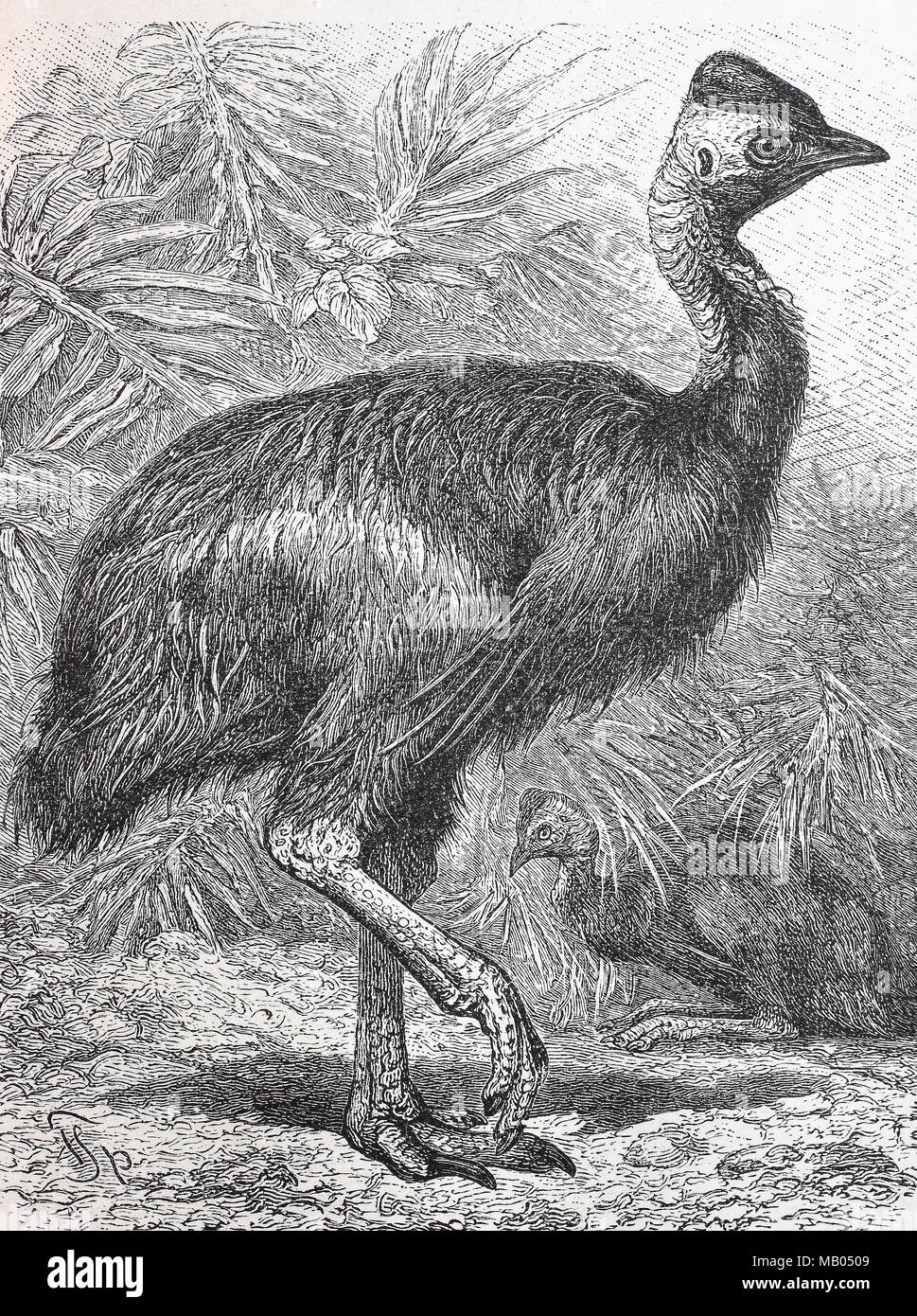 Helmkasuar, Casuarius galeatus, Casuarius casuarius, southern cassowary ...