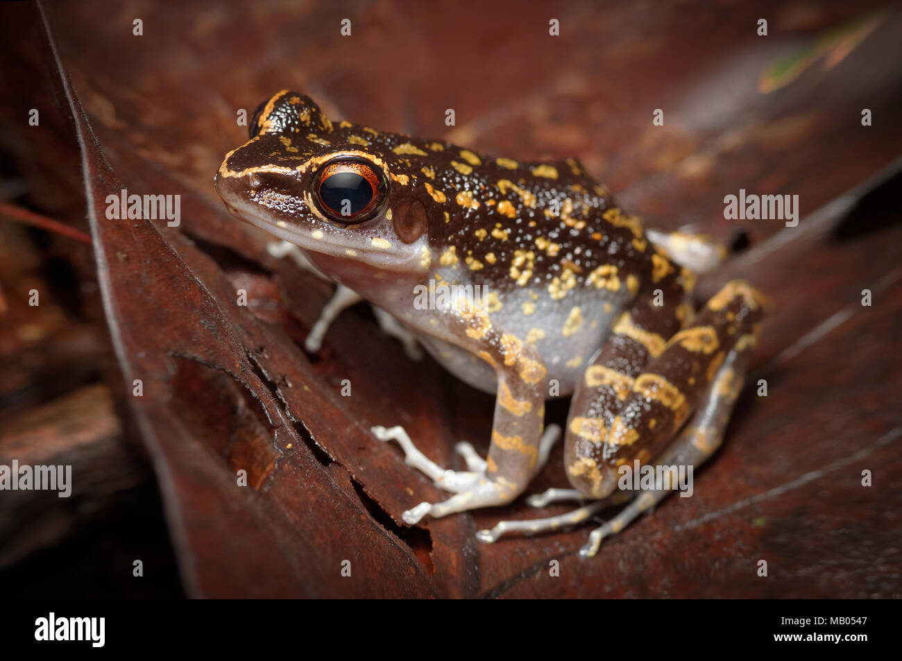 Spotted stream frog Hylarana picturata Stock Photo - Alamy