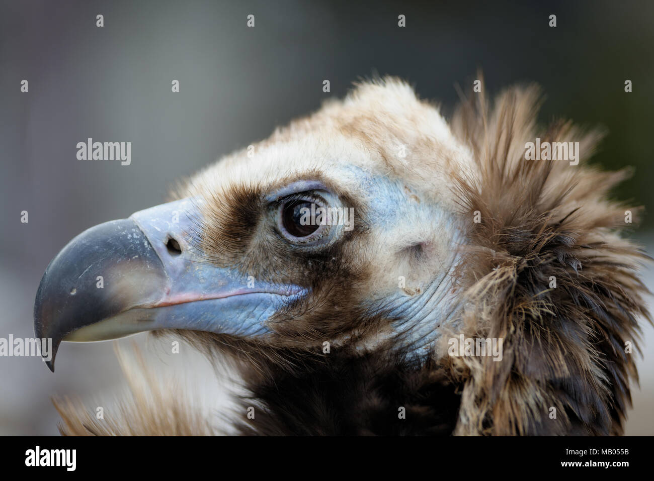 Vulture face portrait hi-res stock photography and images - Alamy