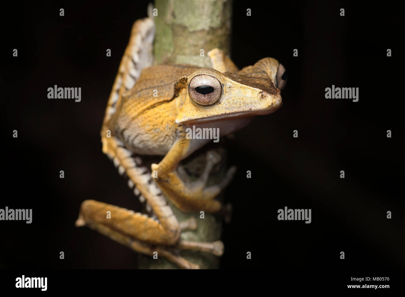 Brunei wildlife hi-res stock photography and images - Alamy
