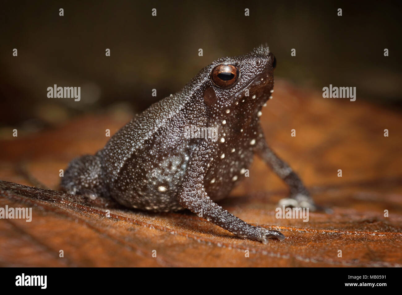 Sticky frog Borneo Kalophrynus Stock Photo - Alamy