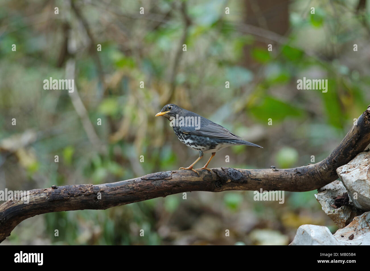 Japanese grey thrush hi-res stock photography and images - Alamy