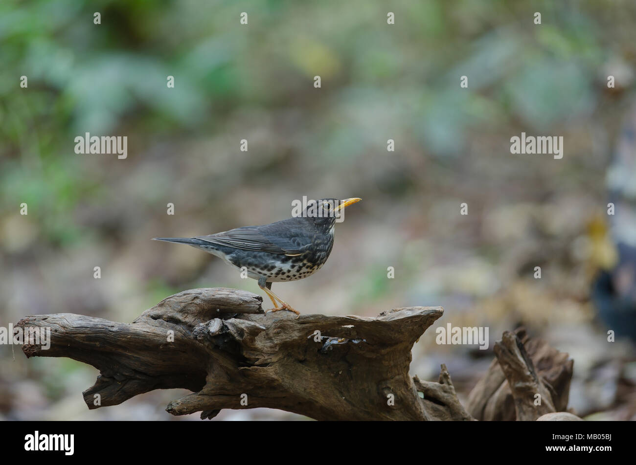 Japanese Grey Thrush High Resolution Stock Photography and Images - Alamy