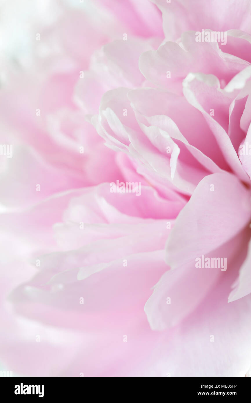 beautiful pink peony flower background Stock Photo - Alamy