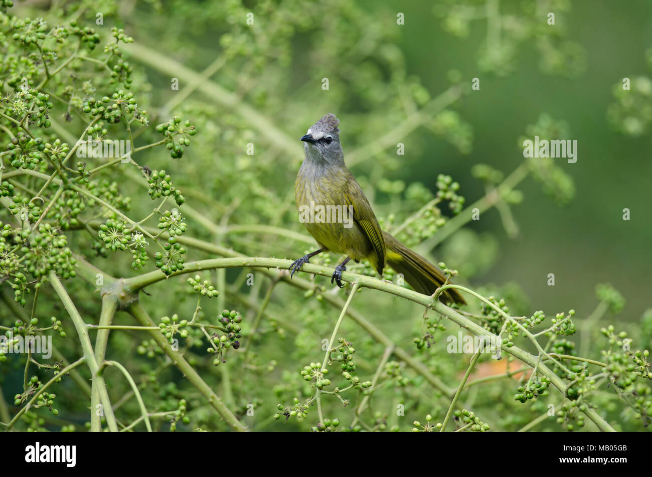 Bubul hi-res stock photography and images - Alamy