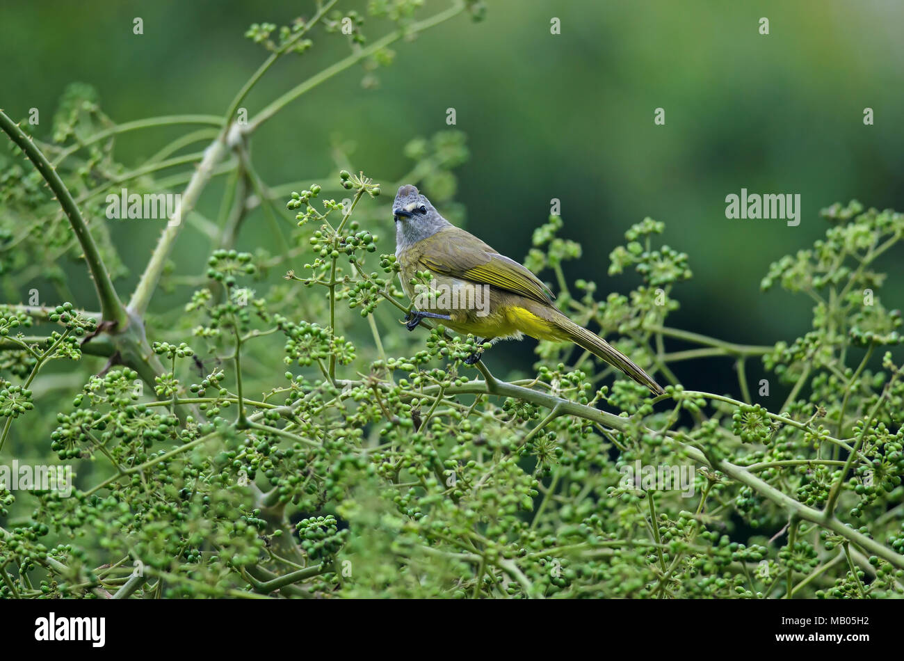 Bulbuls of thailand hi-res stock photography and images - Alamy