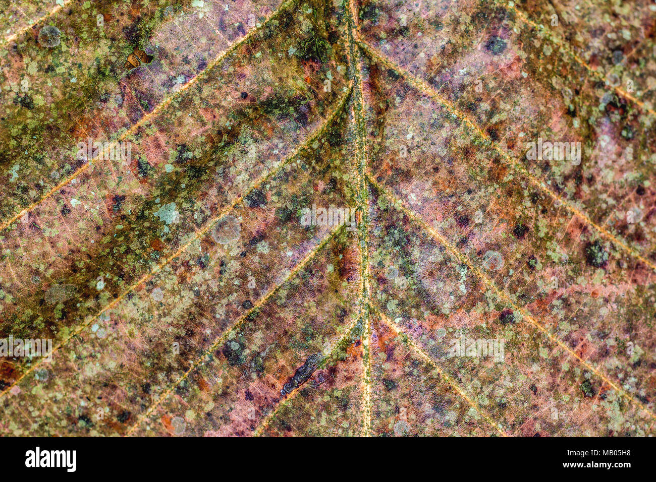 Image View Surface Of Leaves In Nature Seasonal Stock Photo - Alamy