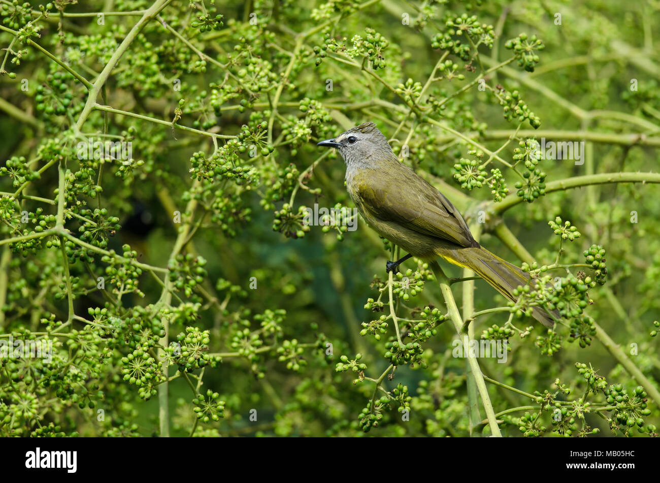 Flavescent Bulbul perching on branch of fruiting tree (Pycnonotus ...