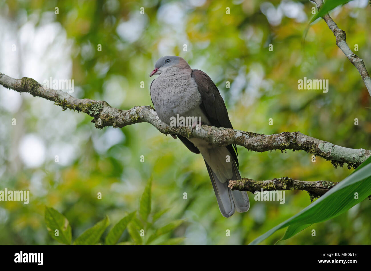 Ducula badia mountain imperial hi-res stock photography and images - Alamy