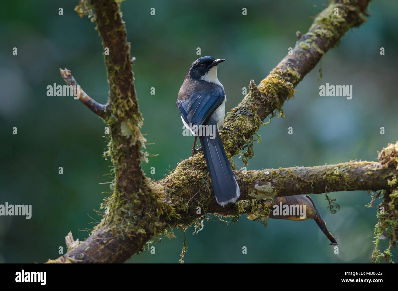 Dark-backed Sibia (Malacias melanoleucus) standing on the log taken in ...
