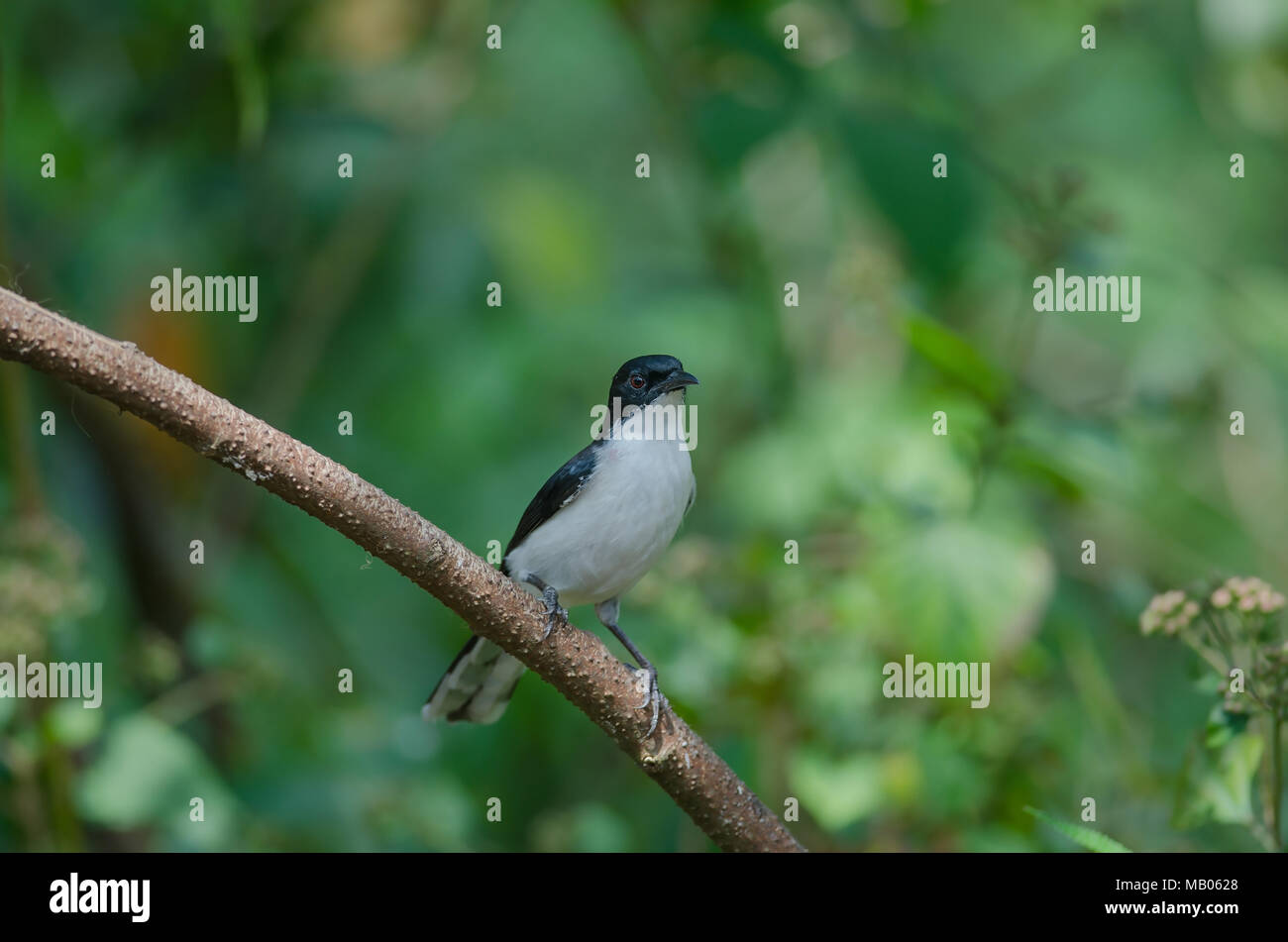 Dark-backed Sibia (Malacias melanoleucus) bird in nature Thailand Stock ...