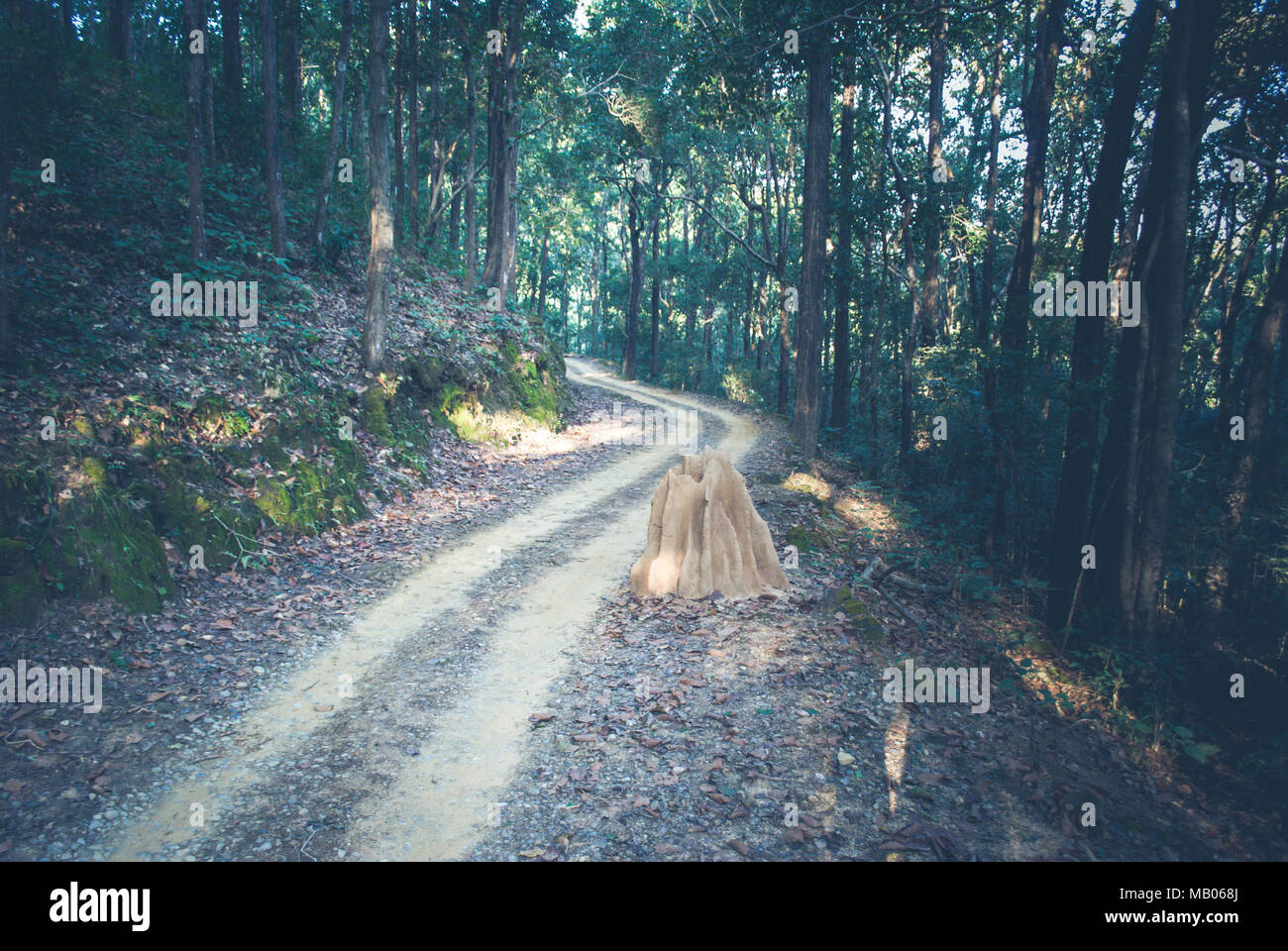 Path in the jungle hi-res stock photography and images - Alamy