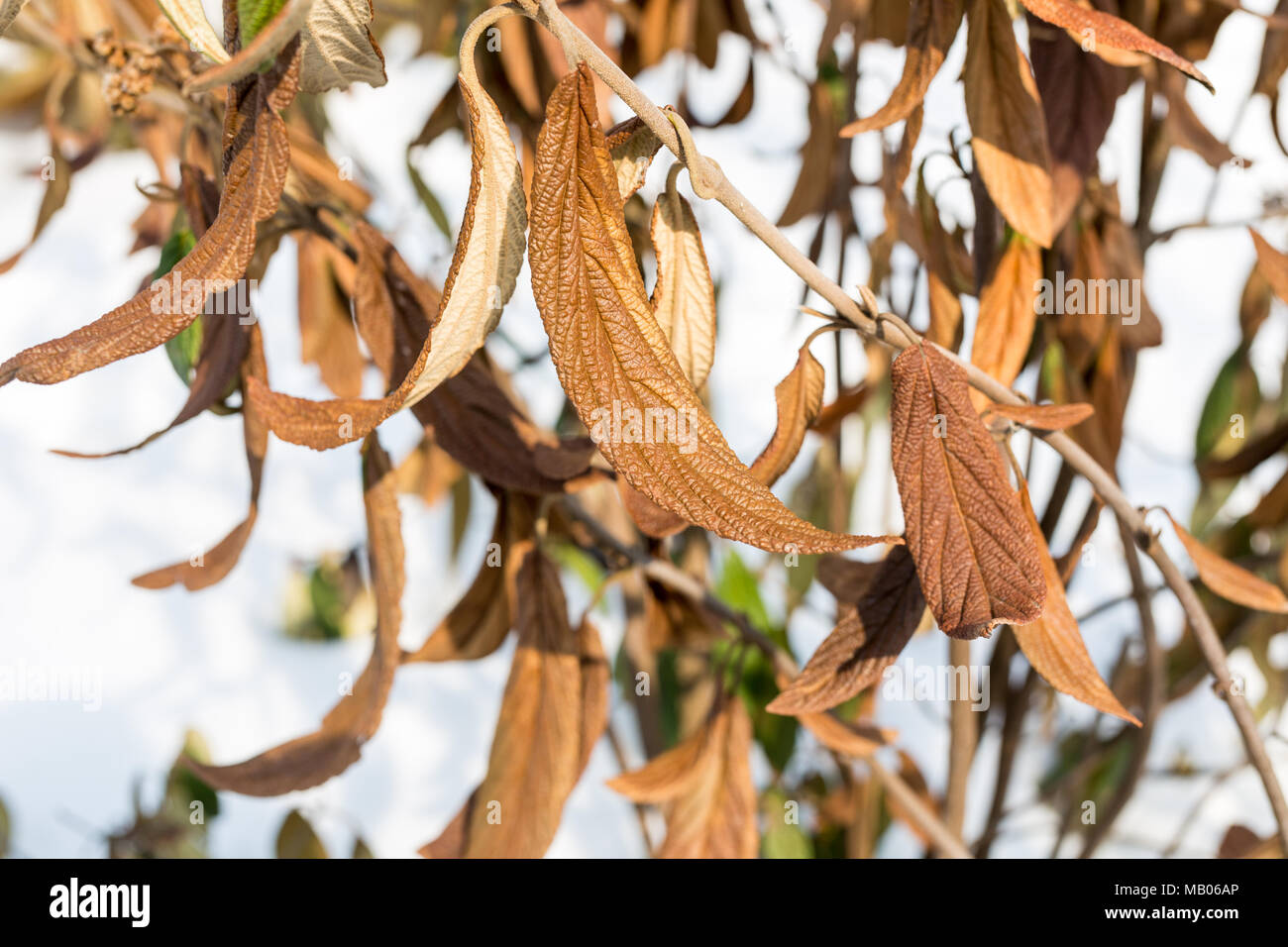 Wiltered brown leaves on tree branch. Frostbitten dead plant. Damaged ...