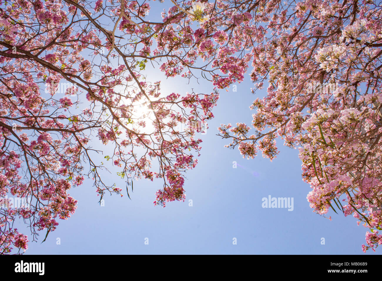 Arvore de Ipê florido na primavera Stock Photo - Alamy