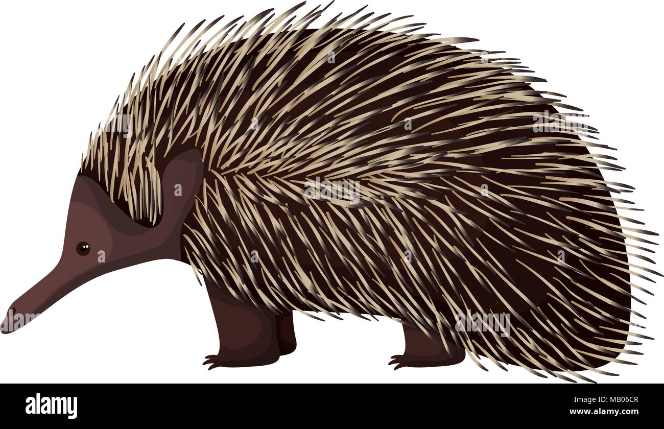 Australian Animals Echidna