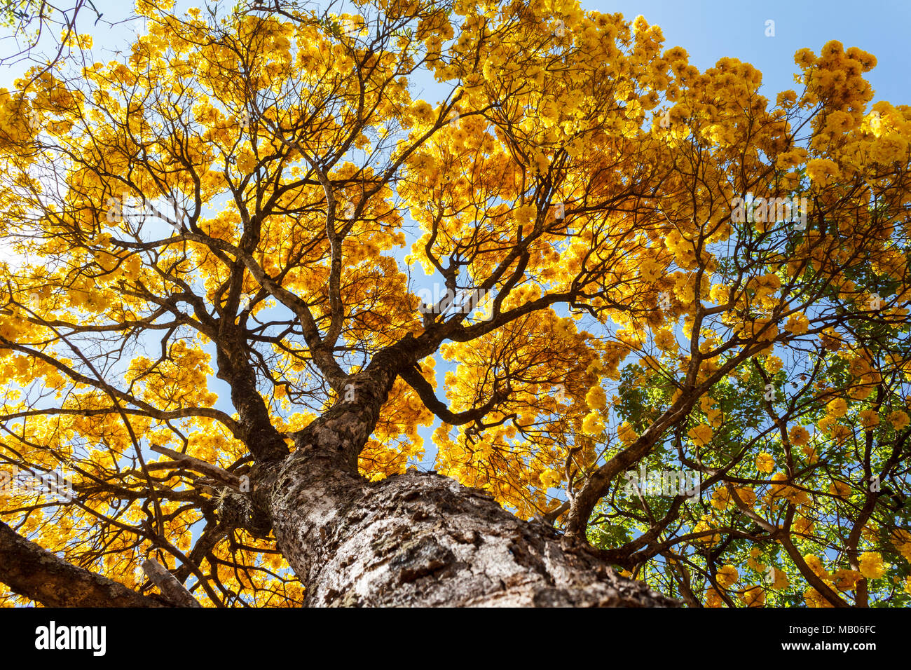 Arvore de Ipê florido na primavera Stock Photo - Alamy
