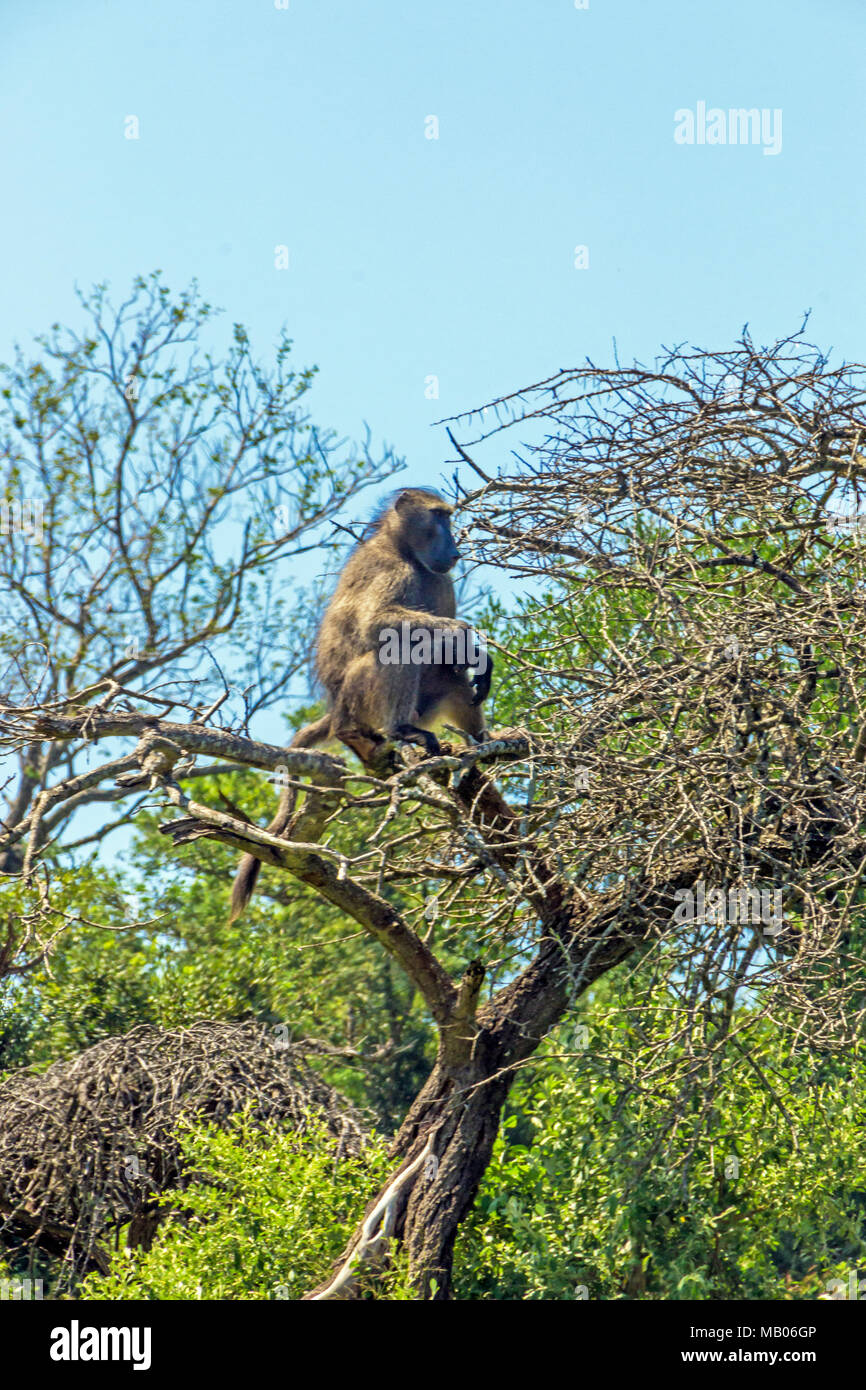 Single Baboon sitting on bushland tree branches against blue sky ...