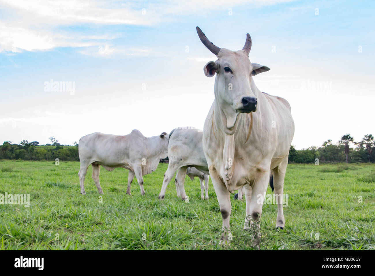 Gado Nelore na Fazenda Stock Photo - Alamy