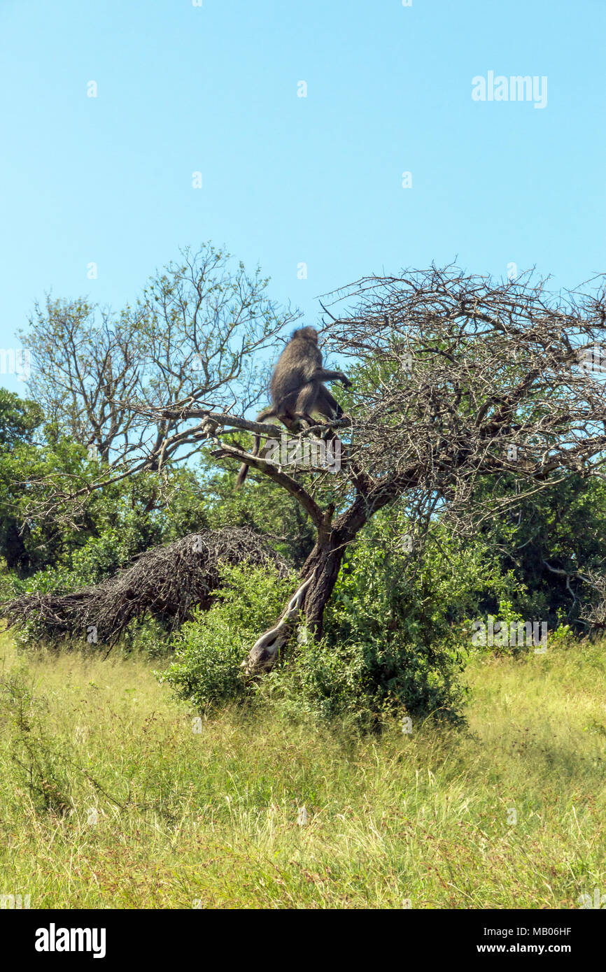Single Baboon sitting on bushland tree branches against blue sky ...