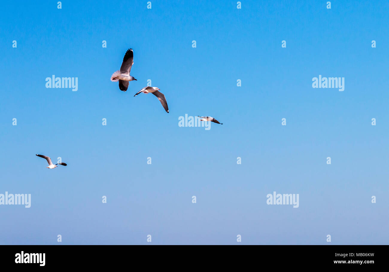 Four Grey Headed Seagulls flying overhead against blue sky background ...